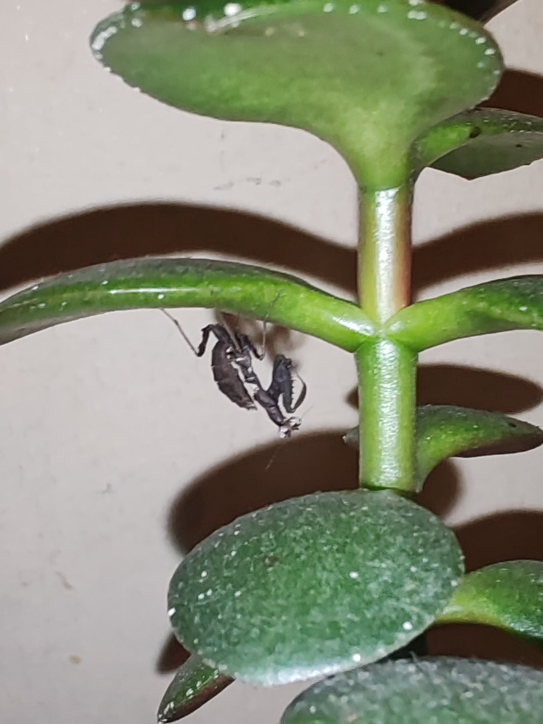 praying mantis for sale UK – Marvellous Mantis Uk